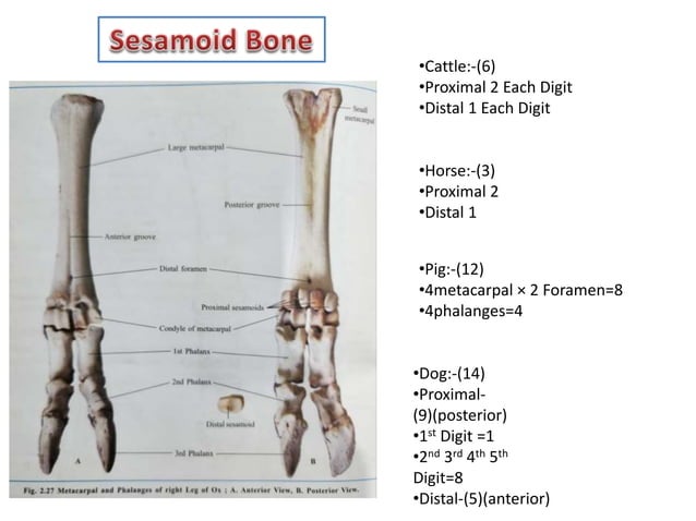 veterinary anatomy (Forelimb).pptx