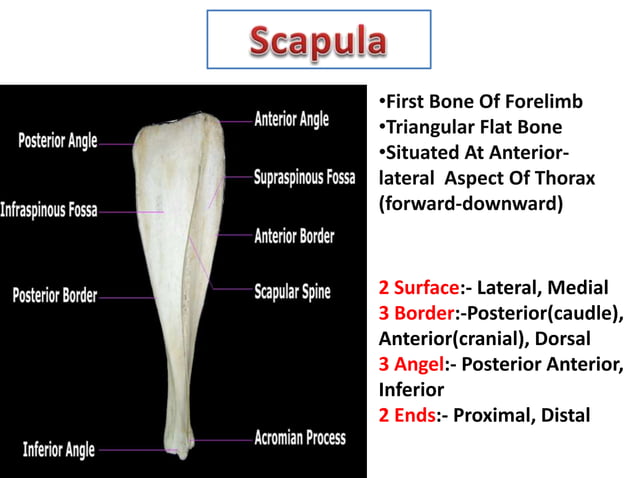 veterinary anatomy (Forelimb).pptx