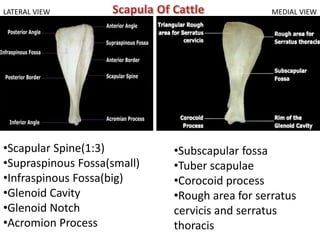 veterinary anatomy (Forelimb).pptx