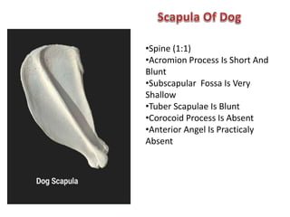 veterinary anatomy (Forelimb).pptx