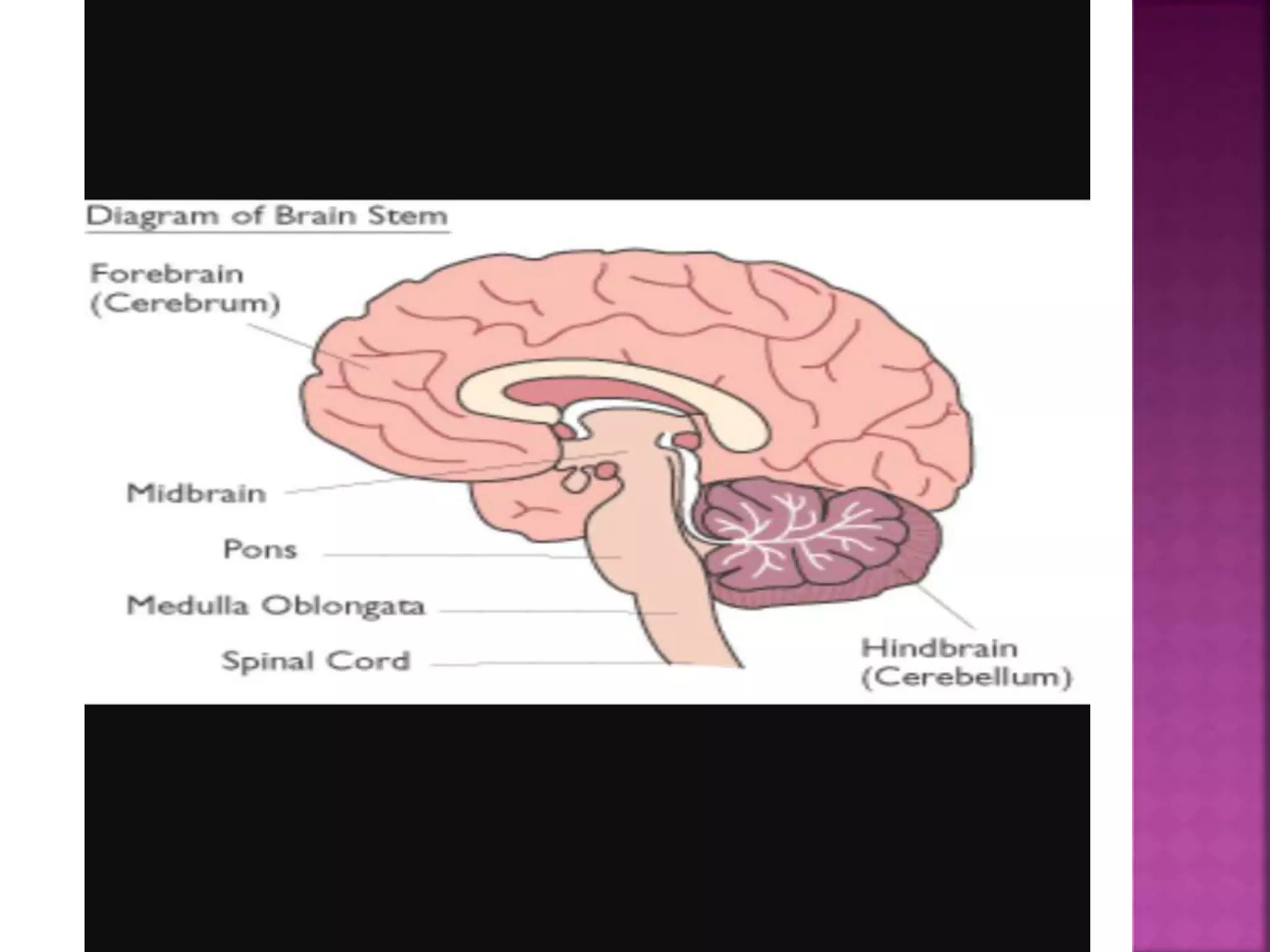 Anatomy and physiology of brain stem | PPTX