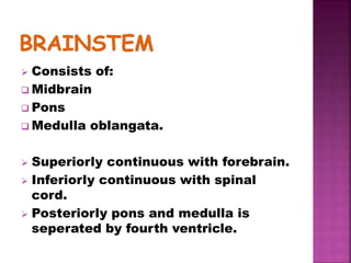 Brain Stem Anatomy Ppt