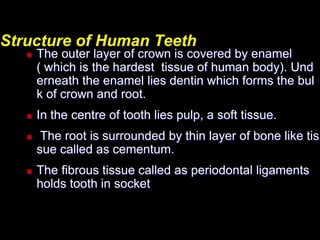 Forensic odontology | PPTX | Oral care | Personal Care