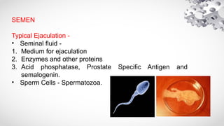 Forensic analysis of semen(sperm). pptx. | PPTX