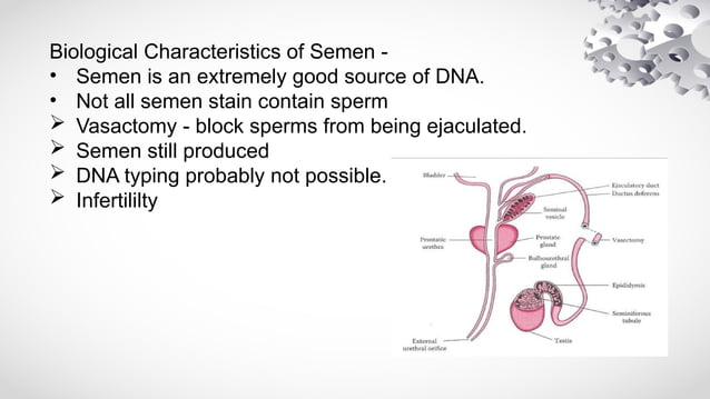 Forensic analysis of semen(sperm). pptx. | PPTX