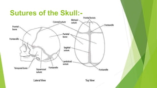 Forensic Anthropology* Sutures of the Skull | PPTX | Dental Health ...
