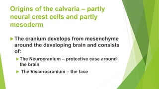 Forensic Anthropology* Sutures of the Skull | PPTX | Dental Health ...