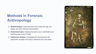 Forensic Anthropology: Unlocking the Mysteries of Criminal ...