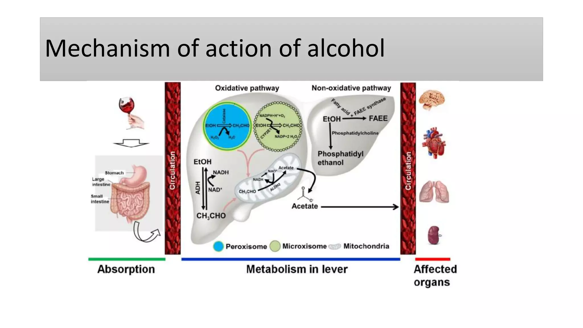 Forensic aspects of alcohol | PPTX