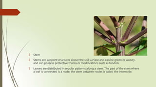 forensic botany .................................... | PPTX | Crime ...