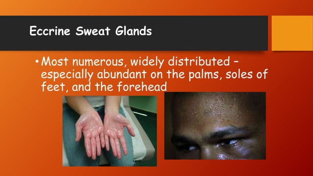 DEVELOPMENT OF FINGERPRINTS | PPT