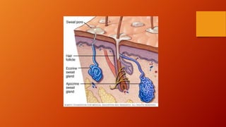 DEVELOPMENT OF FINGERPRINTS | PPTX