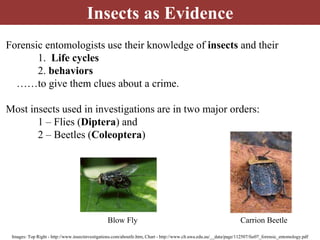 forensic_entomolgy_notes.pdfnjskskkdidys | PDF