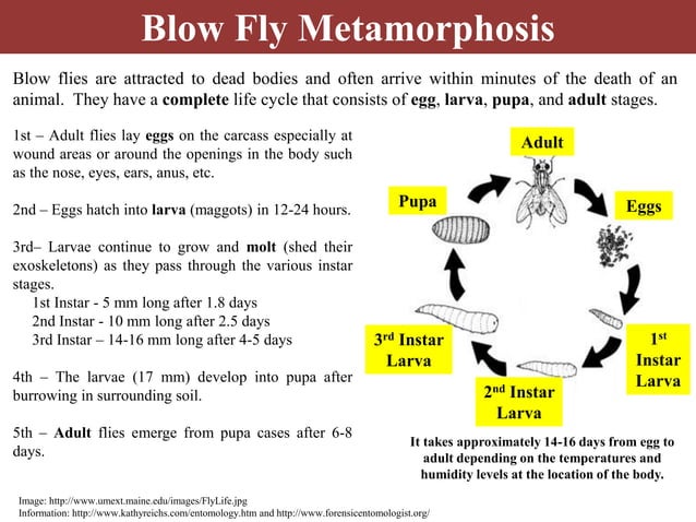 forensic_entomolgy_notes.pdfnjskskkdidys | PPT