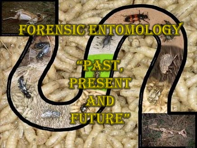 Forensic entomology "Past, Present and the Future" | PPT