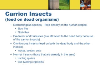 Forensic entomology | PPT