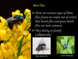 Forensic entomology | PPT