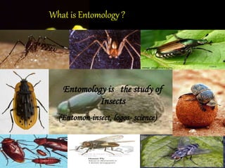 Forensic entomology | PPT