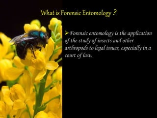Forensic entomology | PPT