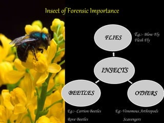 Forensic entomology | PPT