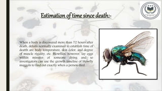 Forensic Entomology | PPTX