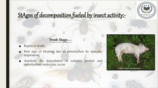 Forensic Entomology | PPTX