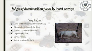Forensic Entomology | PPTX