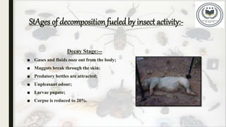 Forensic Entomology | PPTX | Biological Sciences | Science