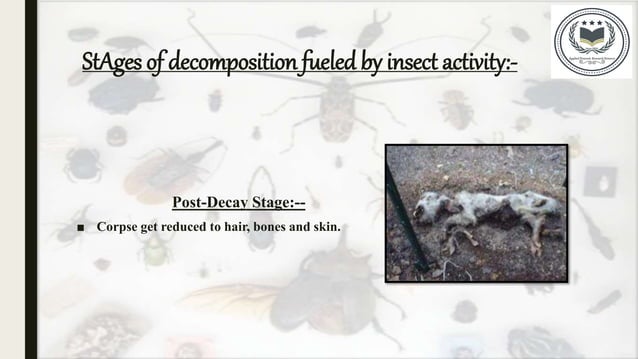 Forensic Entomology | PPT