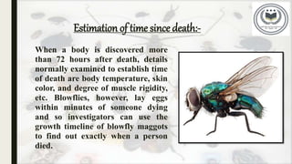 Forensic Entomology | PPTX | Biological Sciences | Science