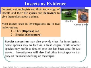 Forensic entomology | PPT | Biological Sciences | Science