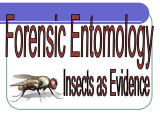 Forensic entomology | PPT
