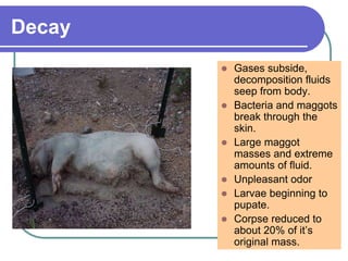 Forensic entomology | PPT