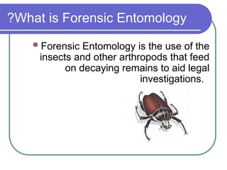 forensic entomology identifaction ana.ppt