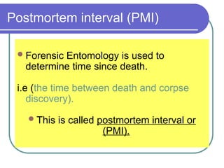 forensic entomology identifaction ana.ppt
