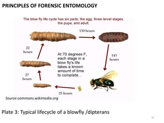 Forensic entomology presentation | PPTX