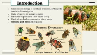Forensic Entomology: Insects as Evidence | PDF