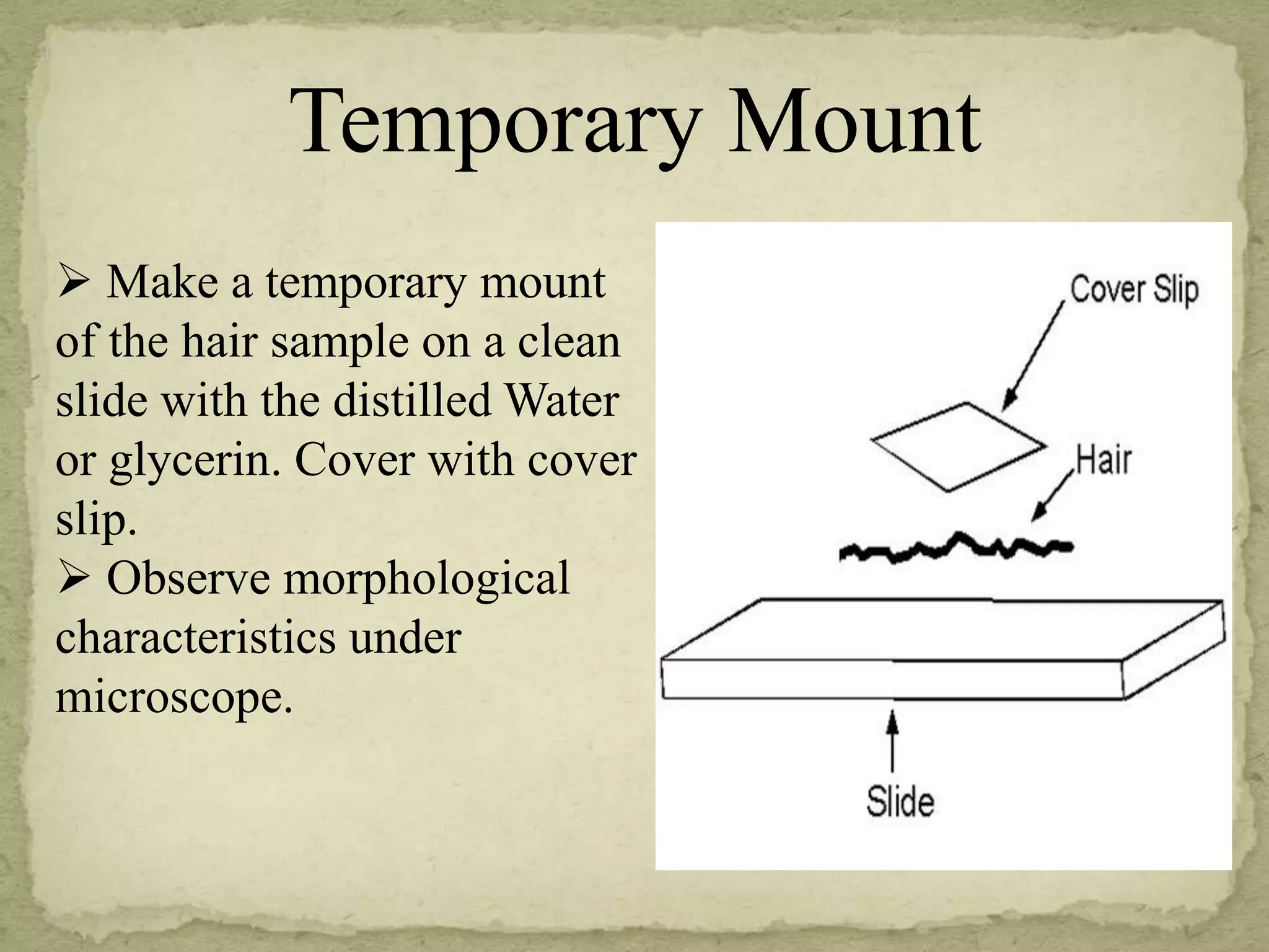 Forensic examination of hair | PPTX