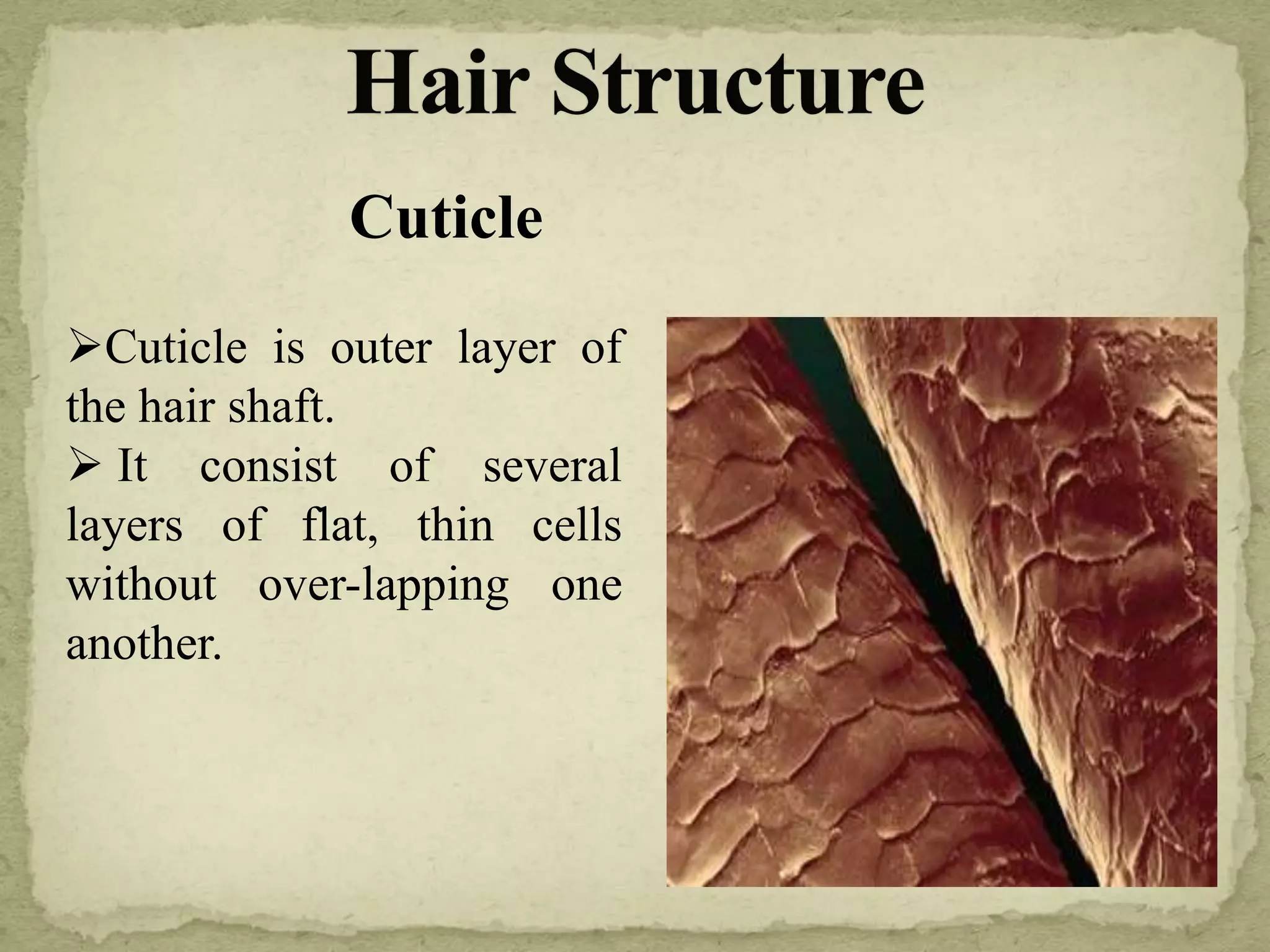 Forensic examination of hair | PPTX