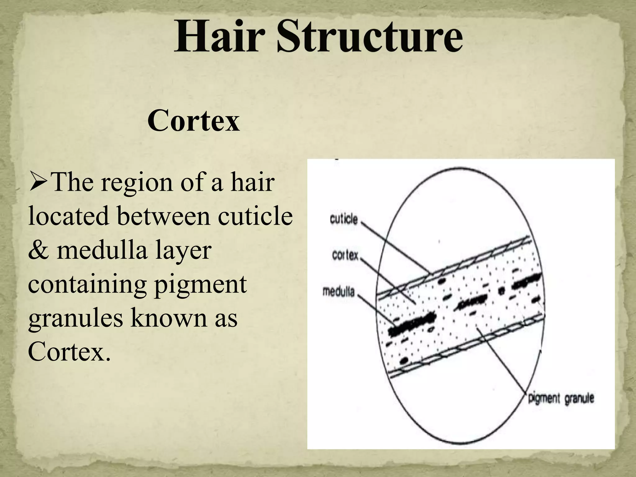 Forensic examination of hair | PPTX