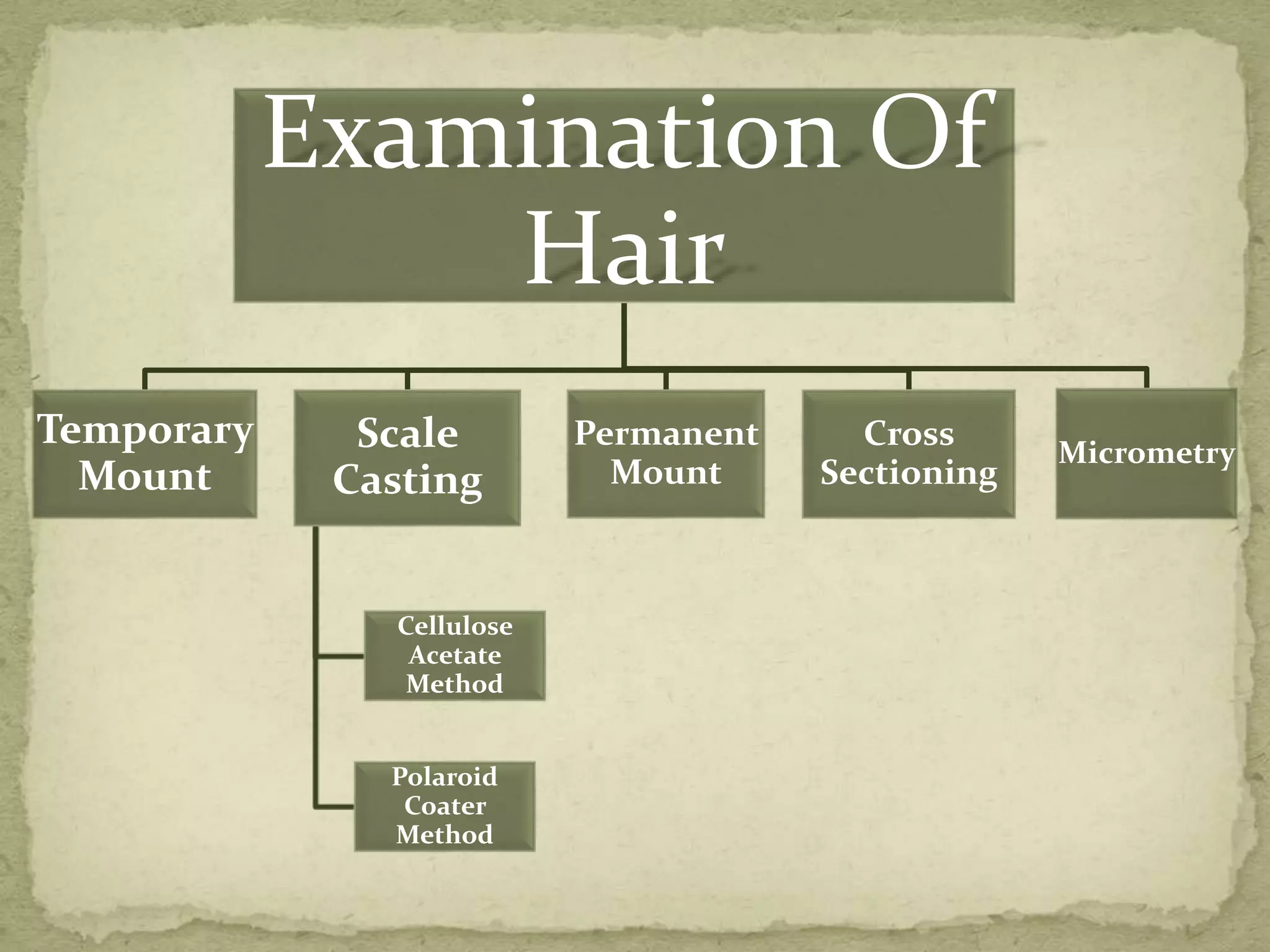 Forensic examination of hair | PPTX
