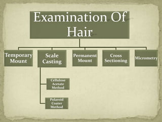 Forensic examination of hair | PPTX