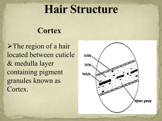 Hair Under Microscope Labeled