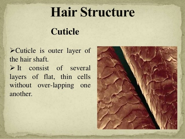 Forensic Hair Examination