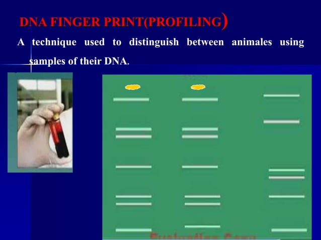 Forensic genetics | PPTX