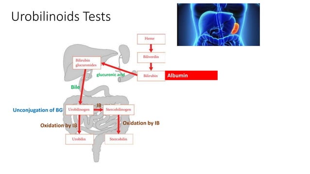 Forensic identification of uncommon body fluids.pptx | Chemistry | Science