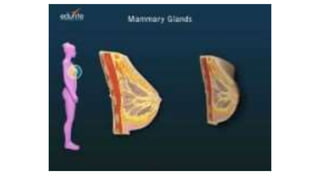 Forensic identification of uncommon body fluids.pptx