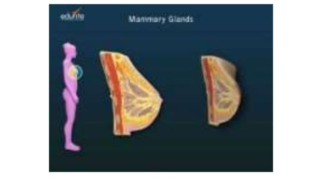 Forensic identification of uncommon body fluids.pptx | Chemistry | Science