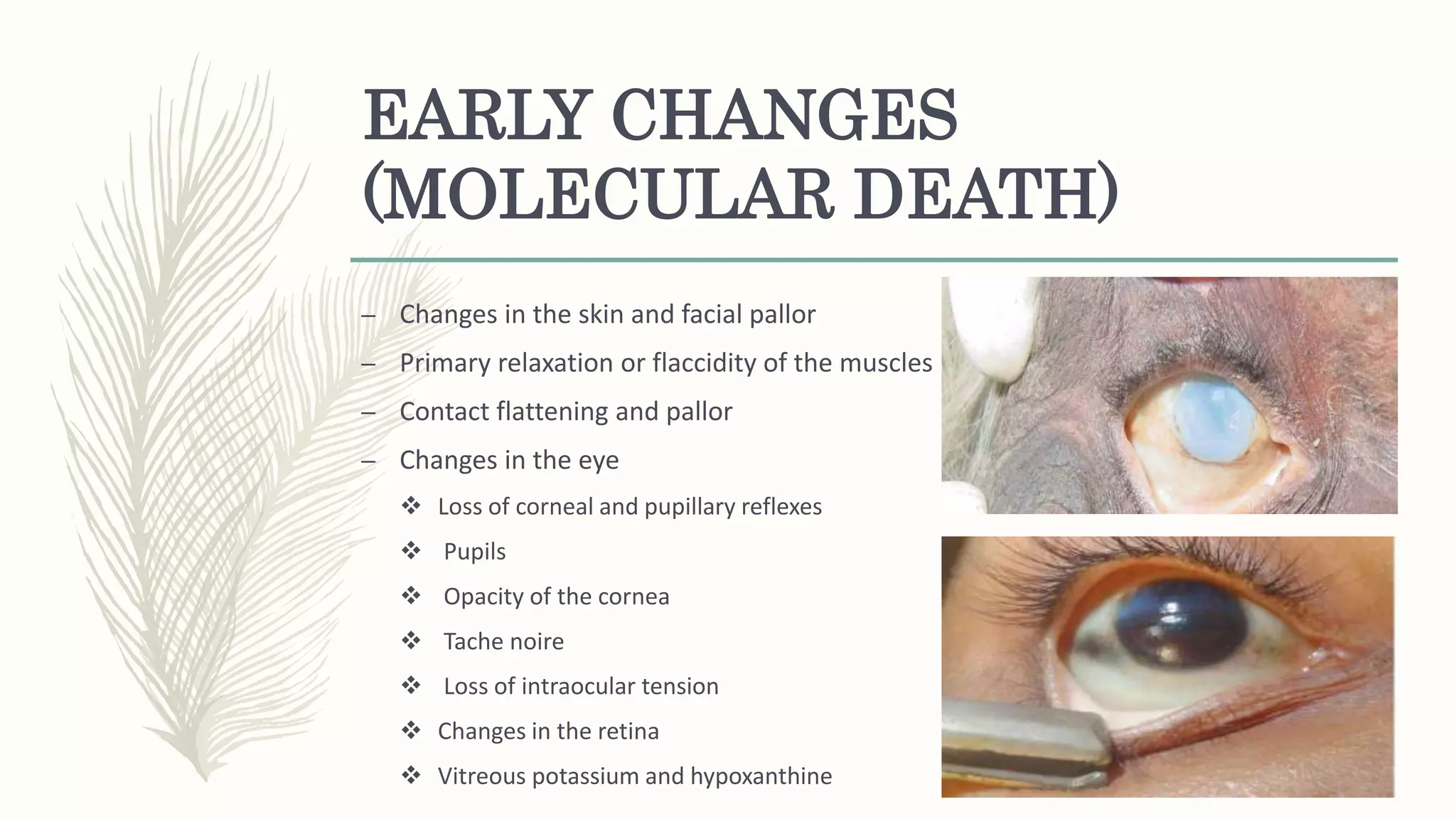 FORENSIC MEDICINE - STAGES OF DEATH | PPTX