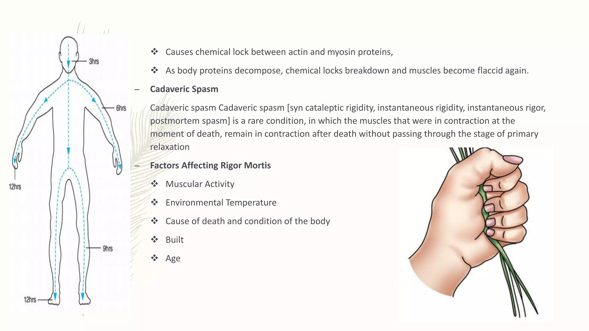 FORENSIC MEDICINE - STAGES OF DEATH | PPTX